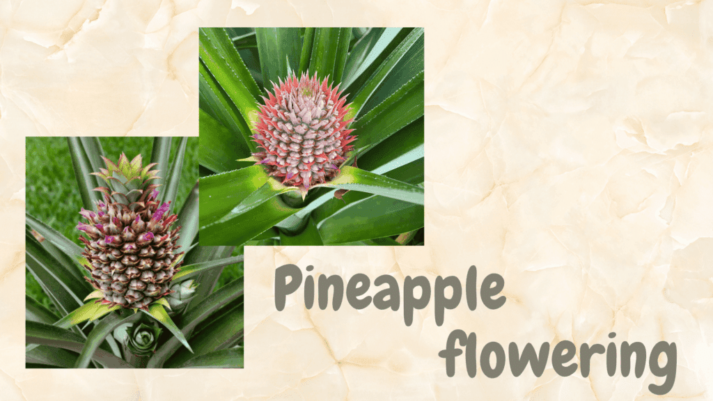 How to Grow Pineapple at Home: Step-by-Step Instructions - My Earth Garden