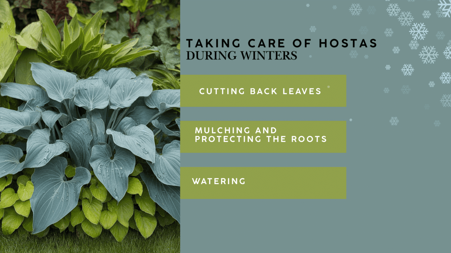 Hostas Care in Winter: What They Look Like? - My Earth Garden