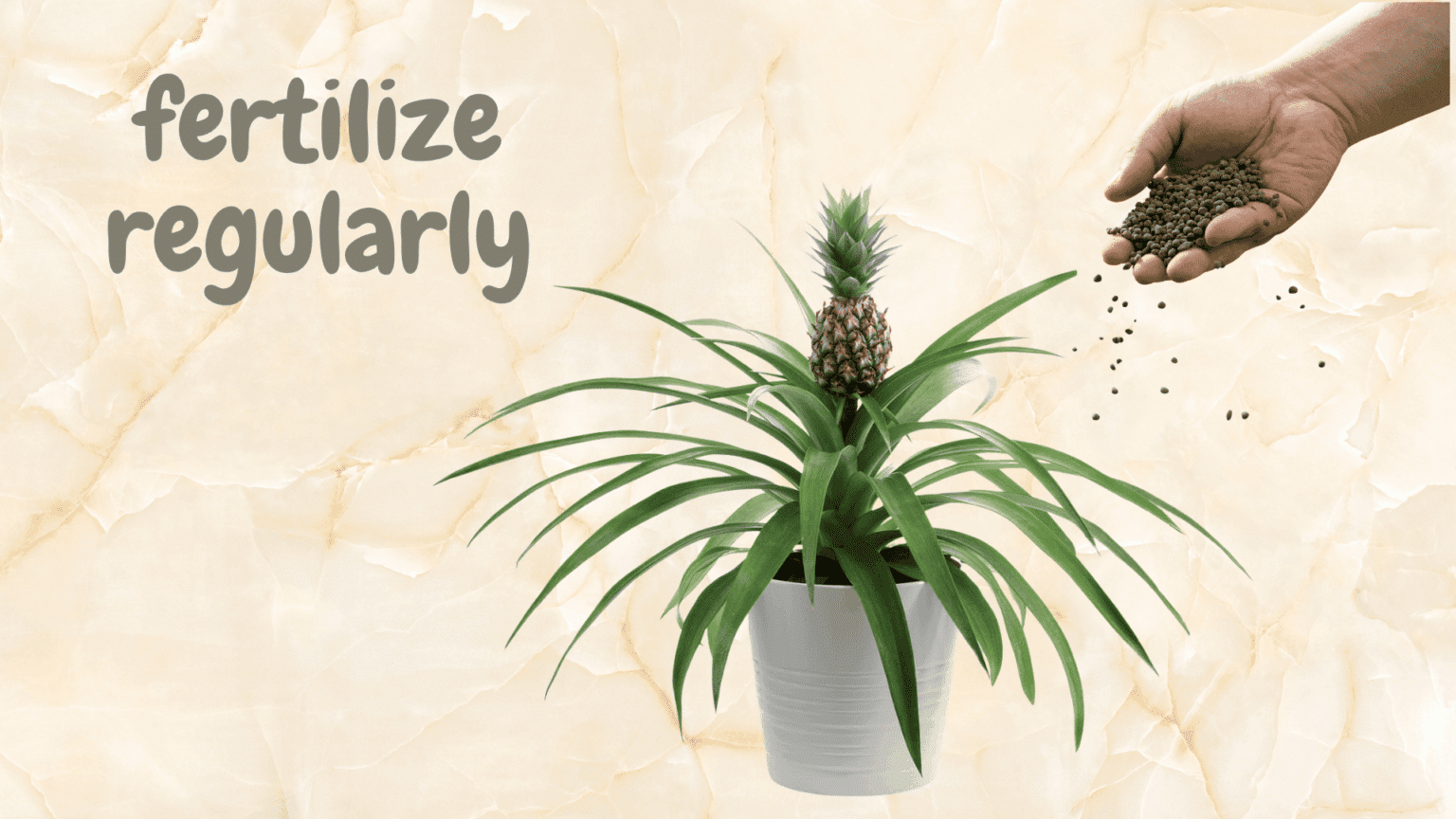 How to Grow Pineapple at Home: Step-by-Step Instructions - My Earth Garden