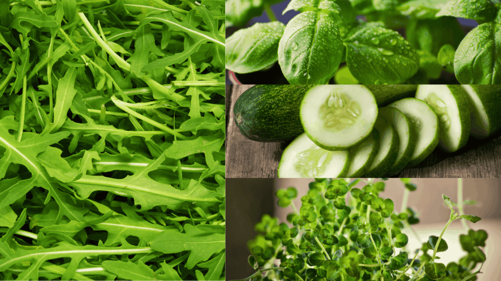 15 Best Arugula Companion Plants + Plants to Avoid - My Earth Garden