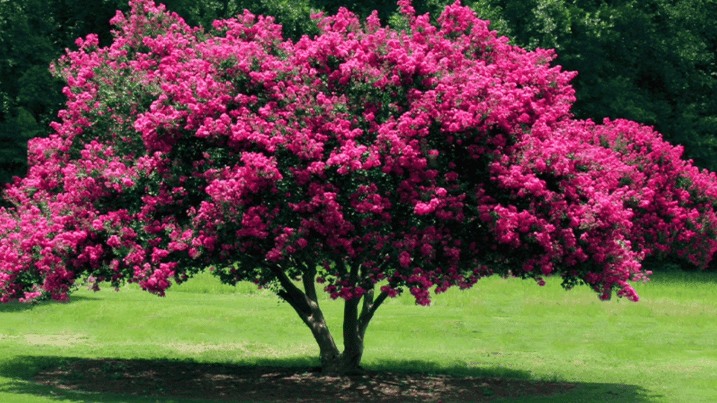 How Fast Do Crepe Myrtles Grow? - My Earth Garden