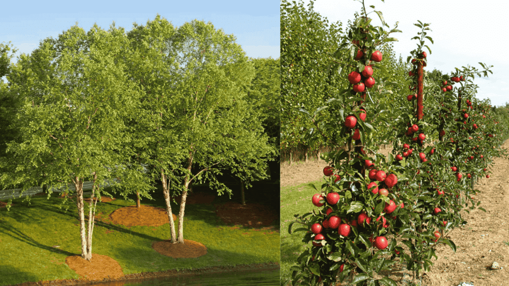 How Much Does a Tree Weigh Explained Simply? - My Earth Garden