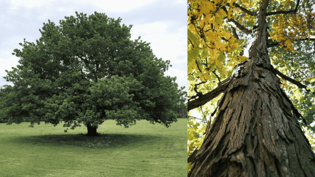 How Much Does a Tree Weigh Explained Simply? - My Earth Garden