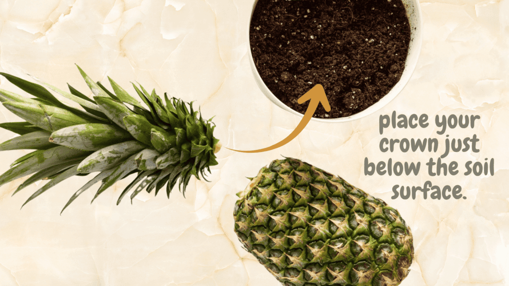 How to Grow Pineapple at Home: Step-by-Step Instructions - My Earth Garden