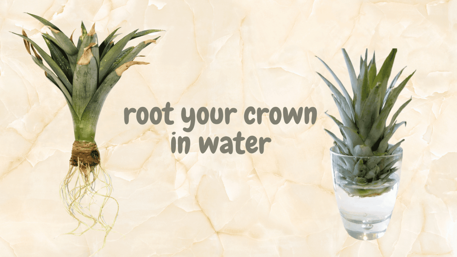 How to Grow Pineapple at Home: Step-by-Step Instructions - My Earth Garden