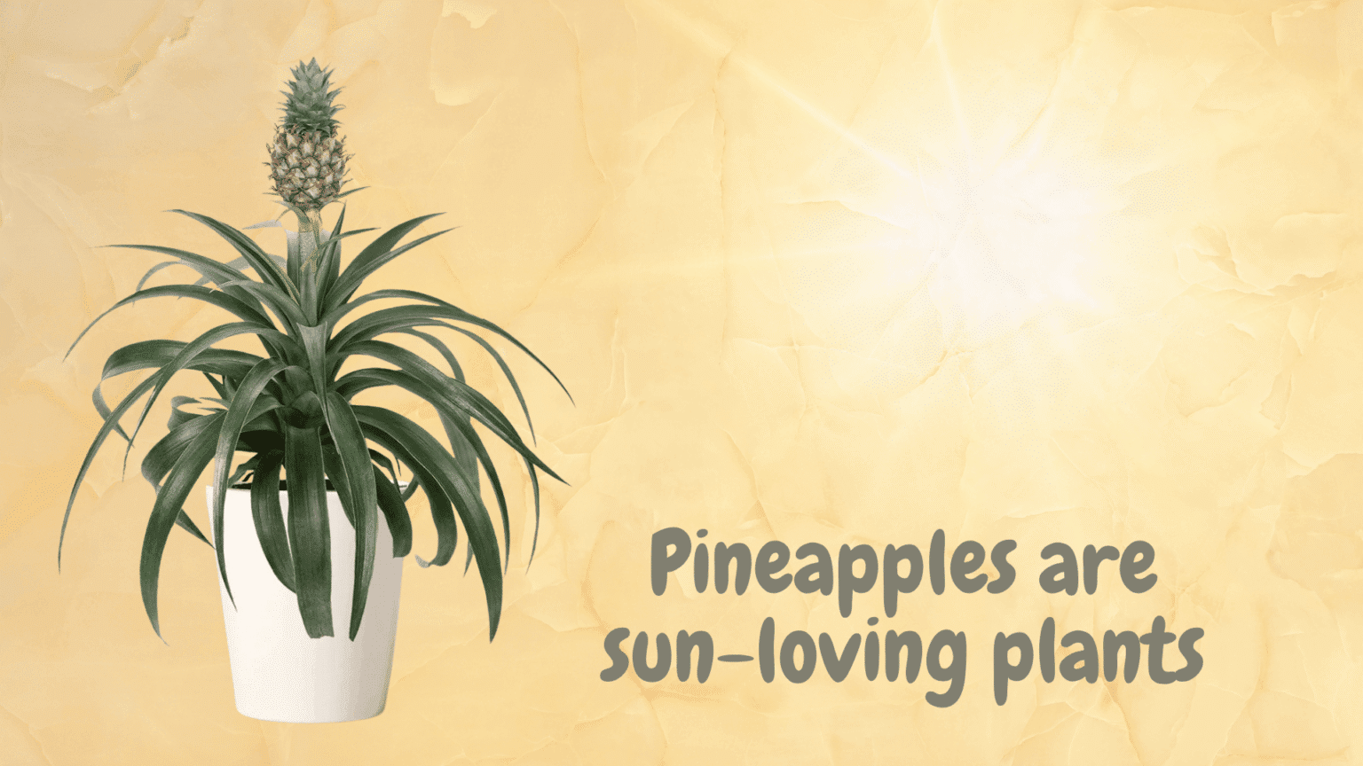 How to Grow Pineapple at Home: Step-by-Step Instructions - My Earth Garden