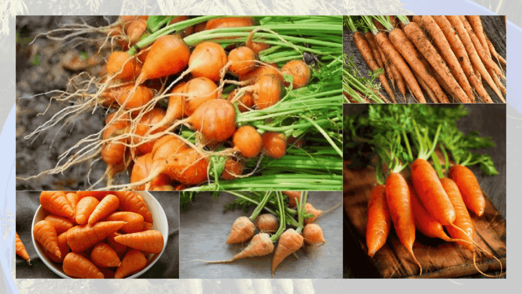 Growing Carrots in Containers: Step-by-Step Gardening Tips - My Earth ...