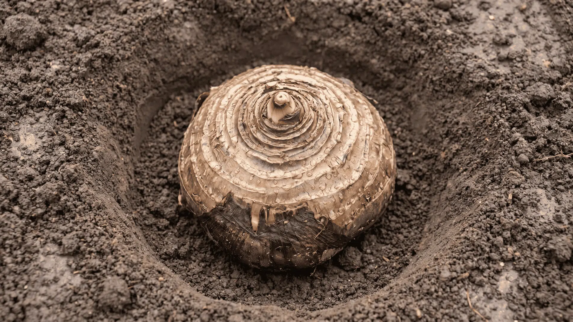 How to Plant Elephant Ear Bulbs the Right Way